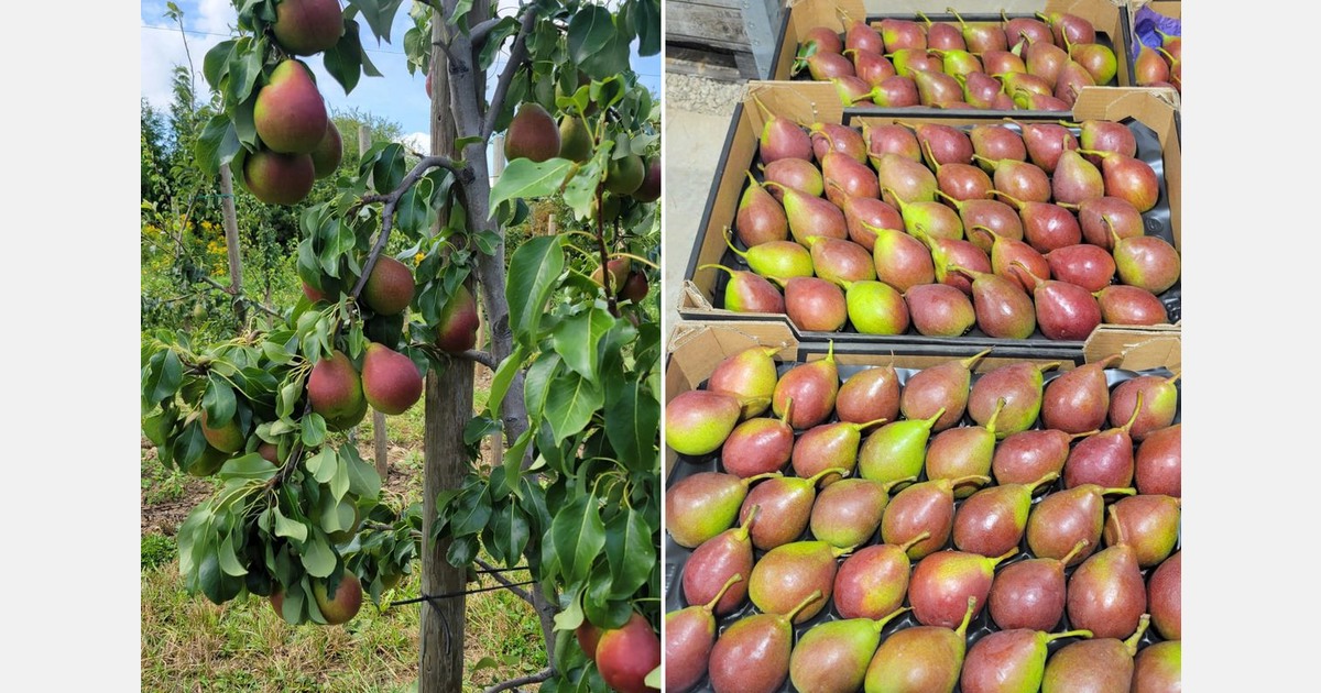 Will the QTee pear become successful in North America?