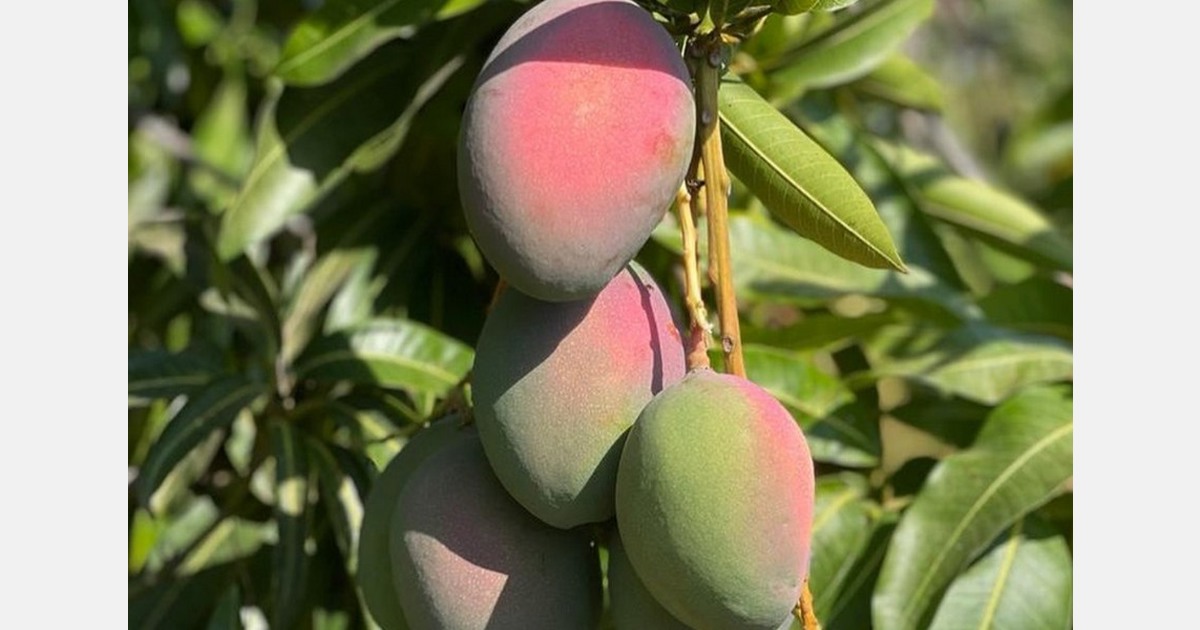 Stronger pricing on mangoes as Mexico heads to the season’s finish line
