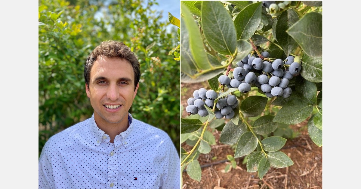 Oregon blueberry season winds down