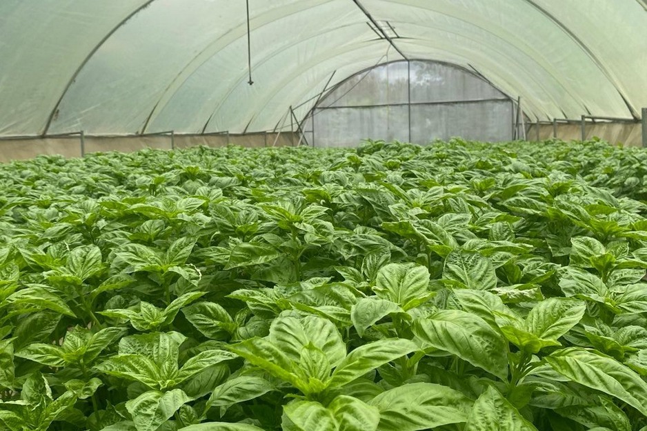 Demand to pick up in early September for fresh herbs