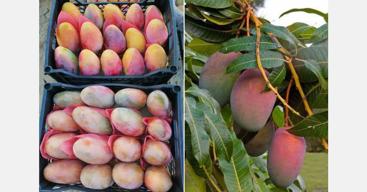 Abundant volumes of mangoes from Egypt at mid-season