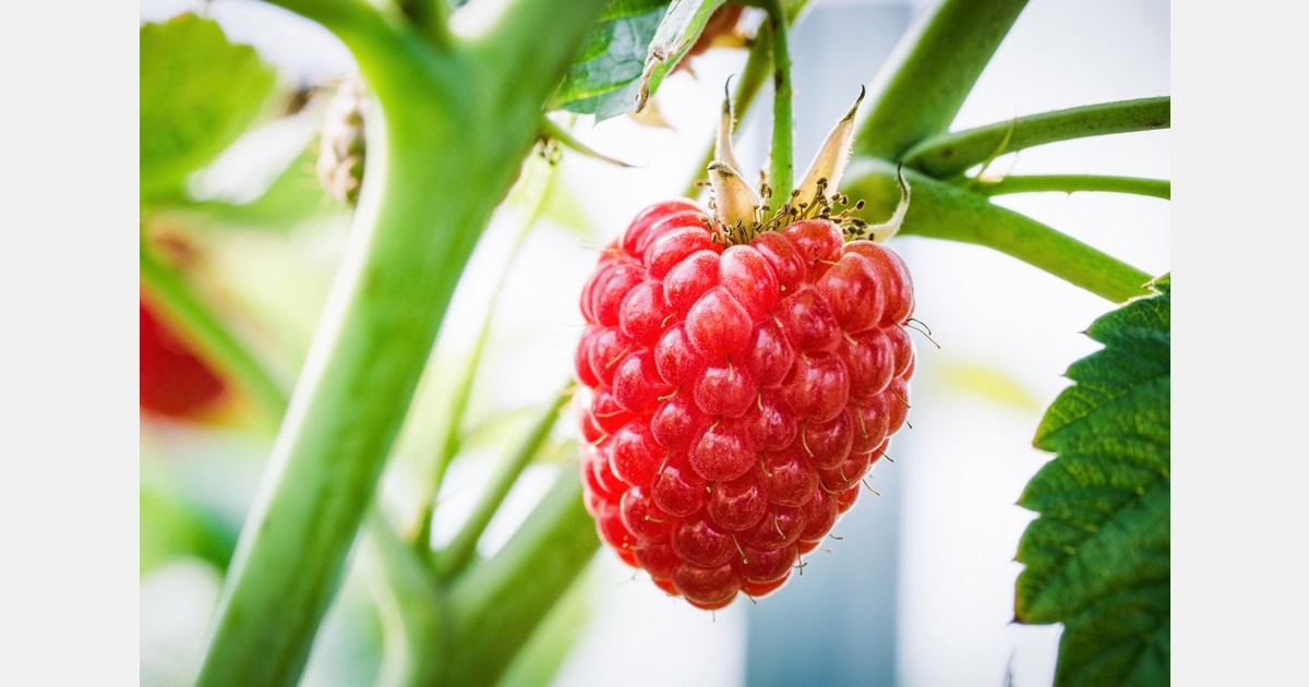 Large raspberry crop contains new varietals