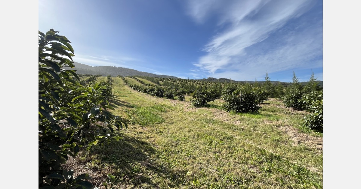 Dramatic avocado growth in Southern Cape sharpens export focus