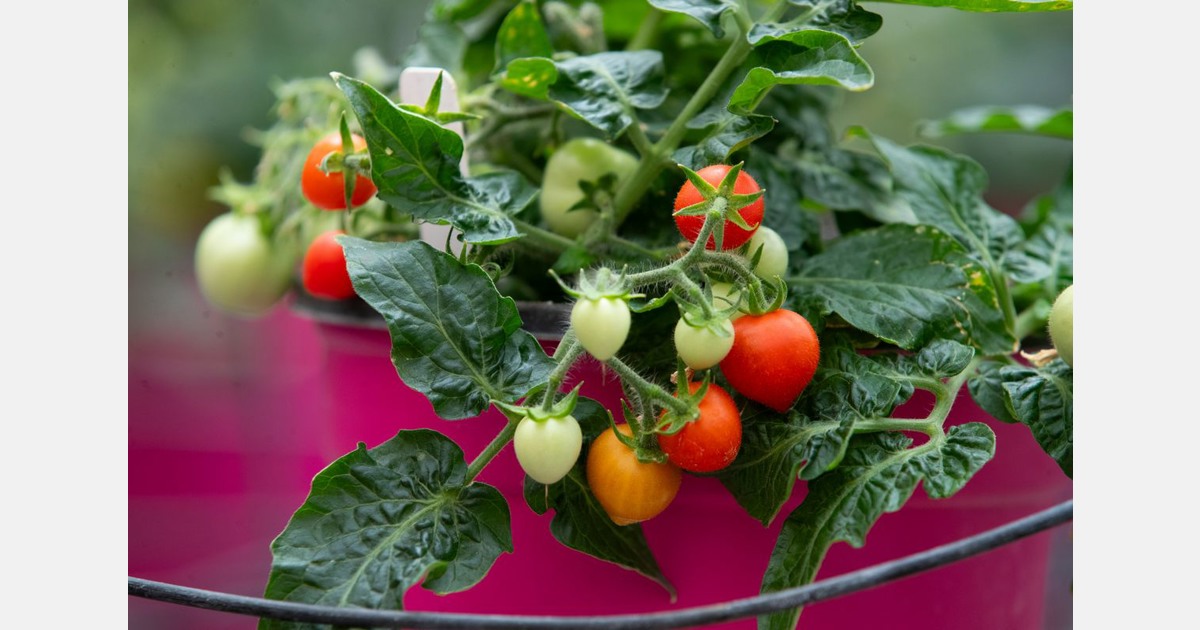 Space tomato plants take up less space and yield more fruit