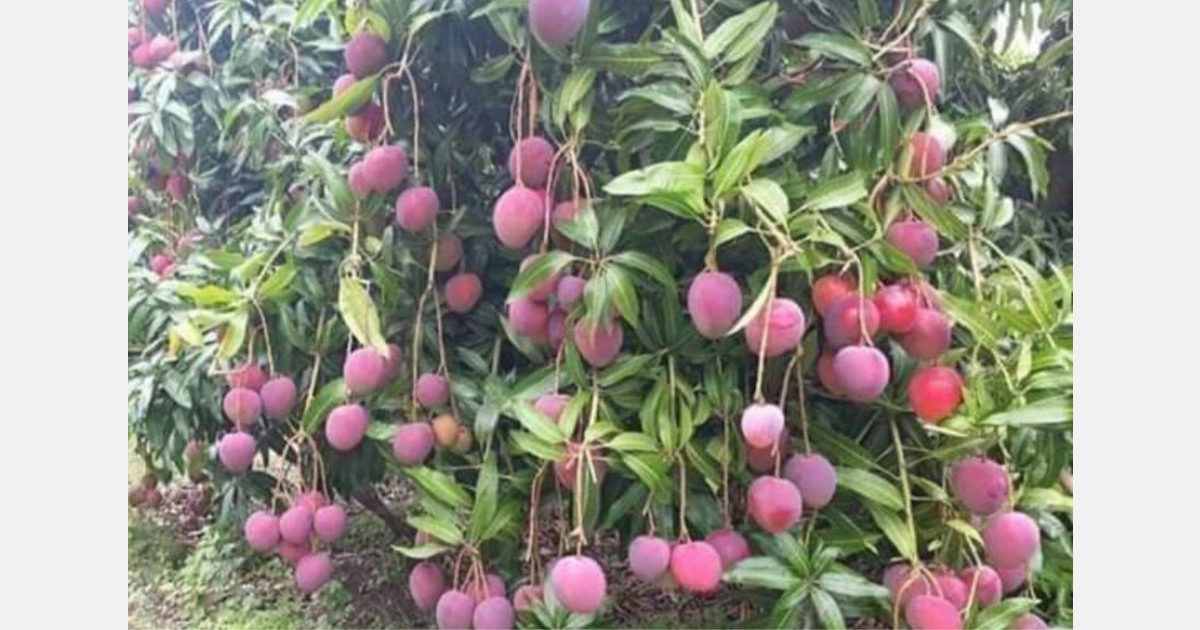 Egyptian mango volumes increase as season draws to a close