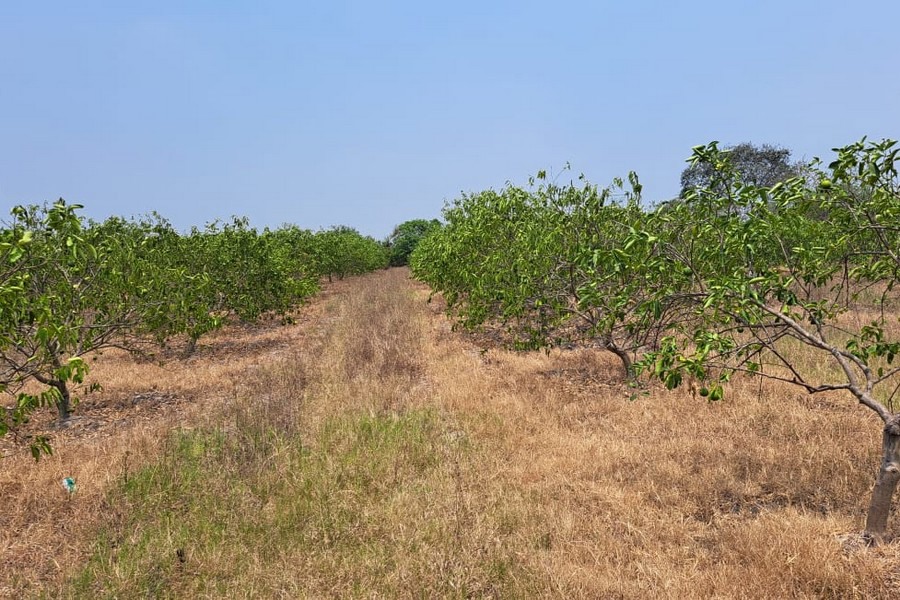 Lime pricing to strengthen imminently