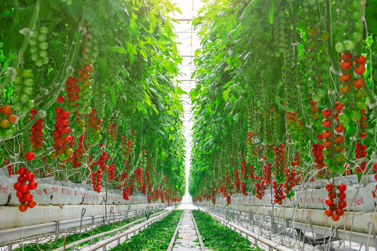 How AI makes greenhouse farming more efficient and cost-effective