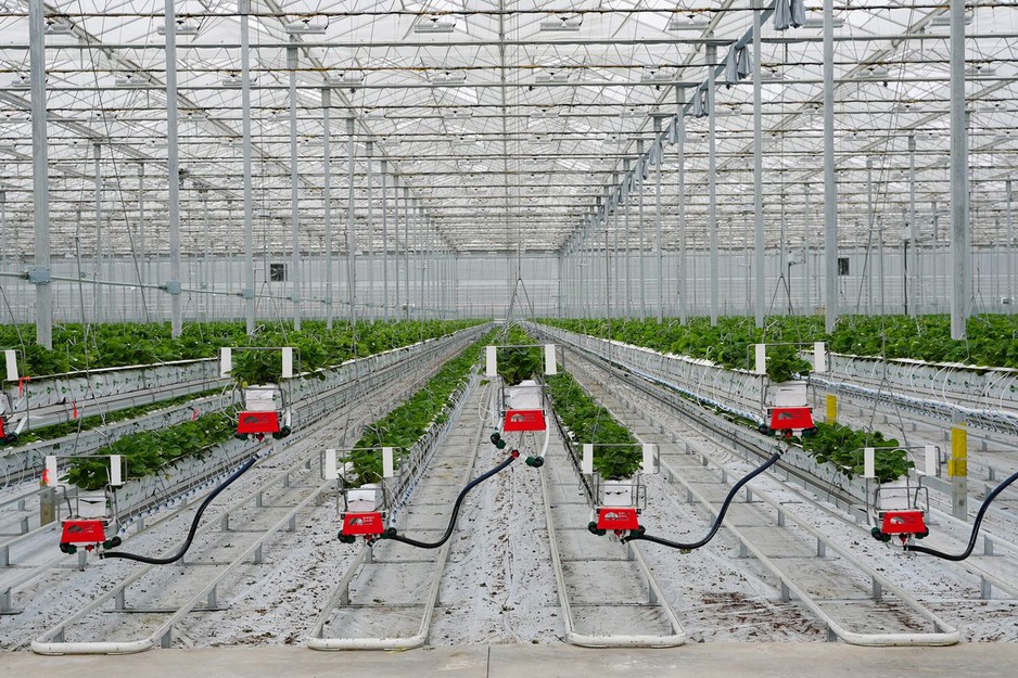 How AI makes greenhouse farming more efficient and cost-effective