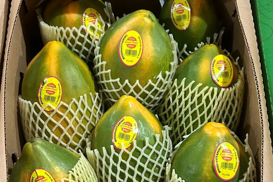 New papaya variety from Guatemala shipping
