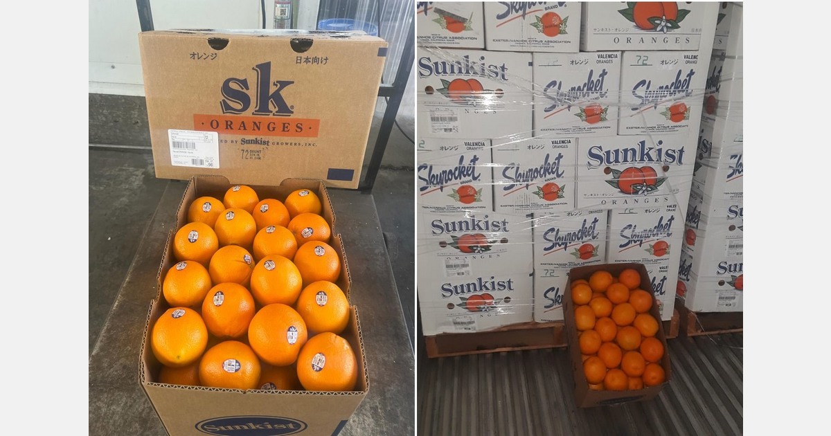 Pricing impacts orange exports to Mexico and Central America