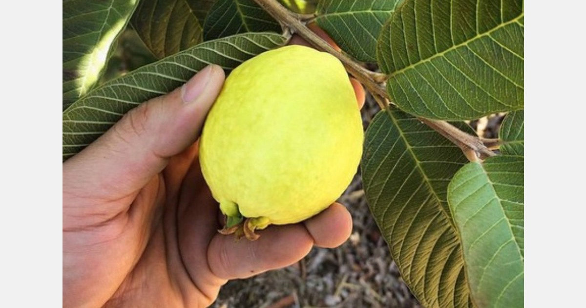 Less guava from Mexico available this Christmas season