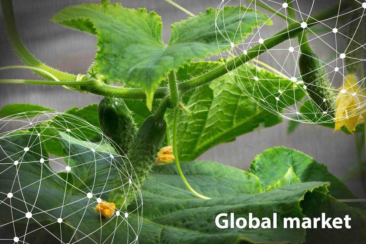 GLOBAL MARKET UPDATE CUCUMBERS