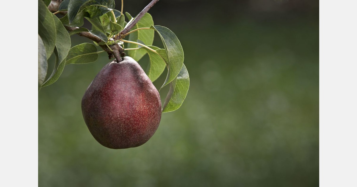 Smallest U.S. pear crop in 40 years