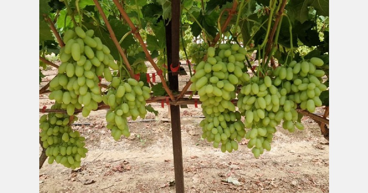 Good prospects for Greek Pristine grapes despite climate challenges