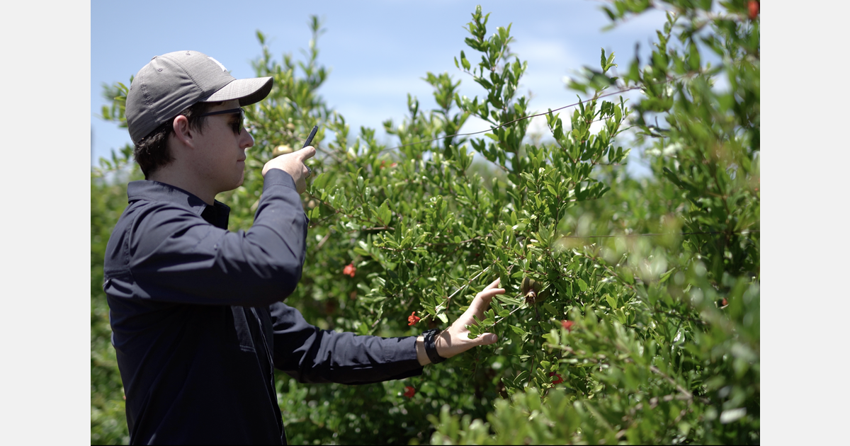 Tech unveiled for preharvest grading of citrus in the orchard