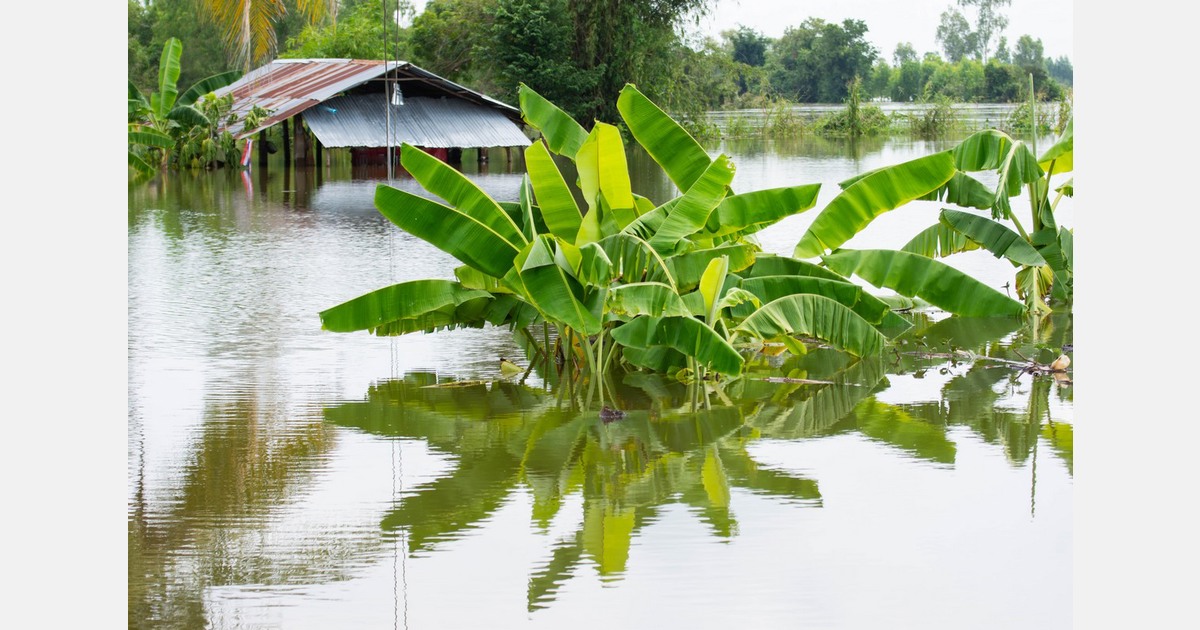 Impact of typhoon Yagi on fruit and vegetable crops in Vietnam