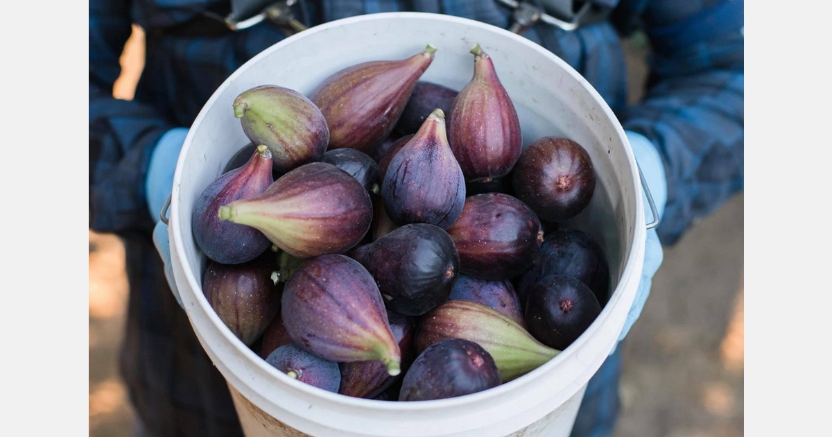 California fig crop moves past peak supply