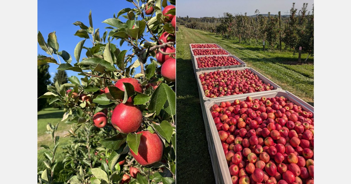 SnapDragon apple harvest up 20 percent year over year
