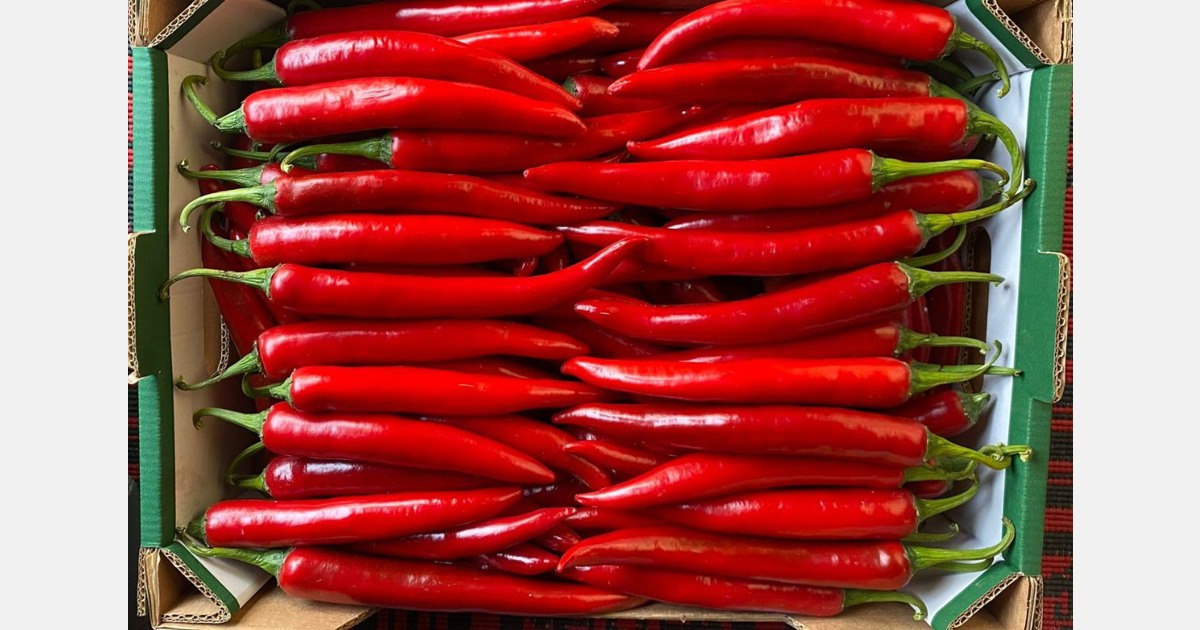 Egyptian chili peppers coming soon