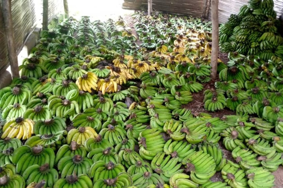 Bananas