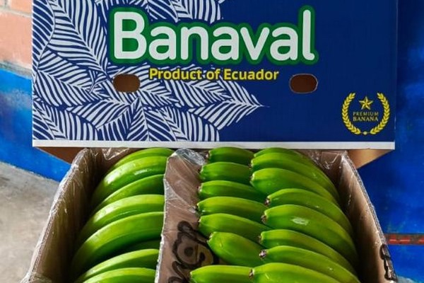Bananas