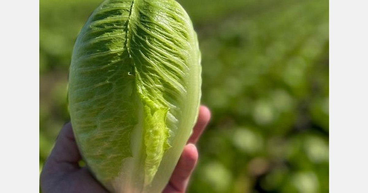 Mini romaine center of attention in mini lettuce category