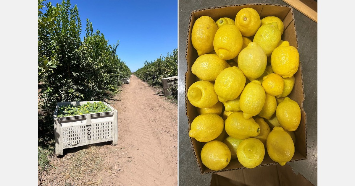 California desert lemon season off to a slow start due to small sizing