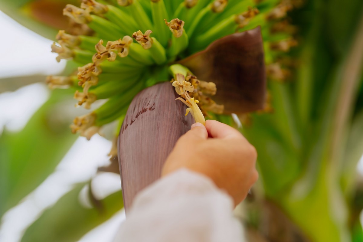 Chiquita and Yelloway present first resistant banana plant Yelloway One