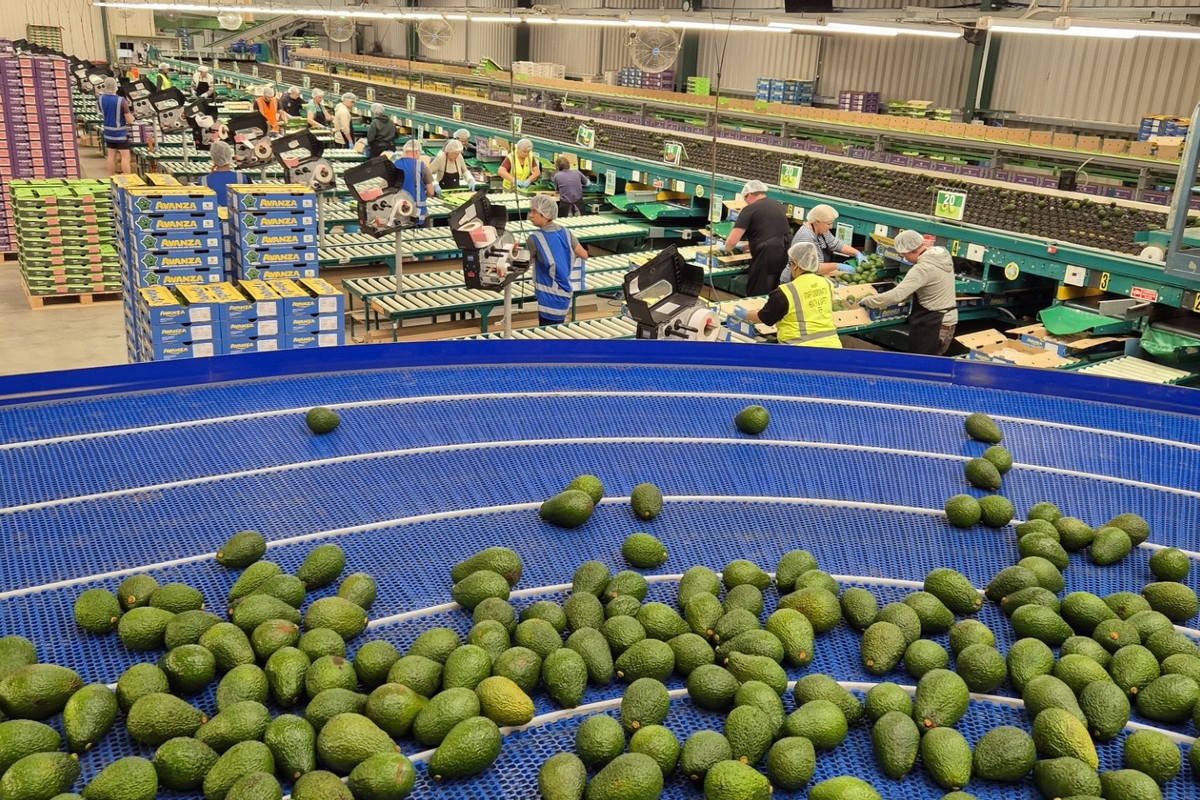 Purpose-built avocado packhouse upgrade has helped significantly ...
