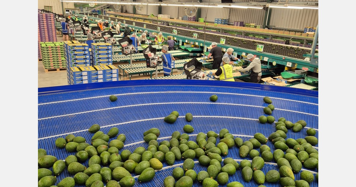 Purpose-built avocado packhouse upgrade has helped significantly ...