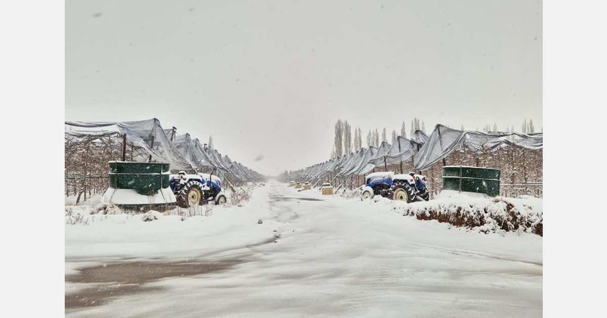 Very heavy snowfall over flowering Free State apple orchards