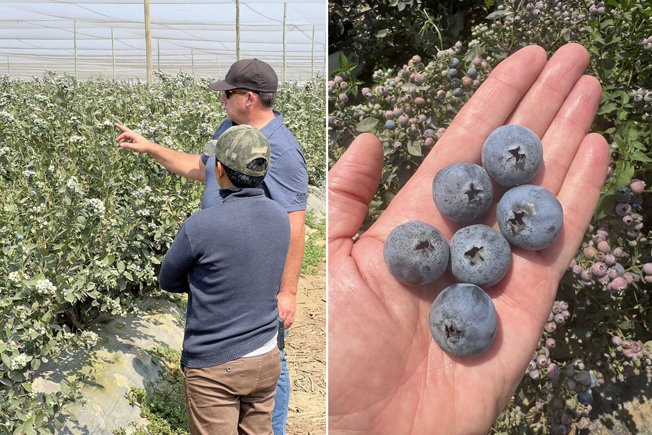Ample availability of Peruvian blueberries expected leading up to ...