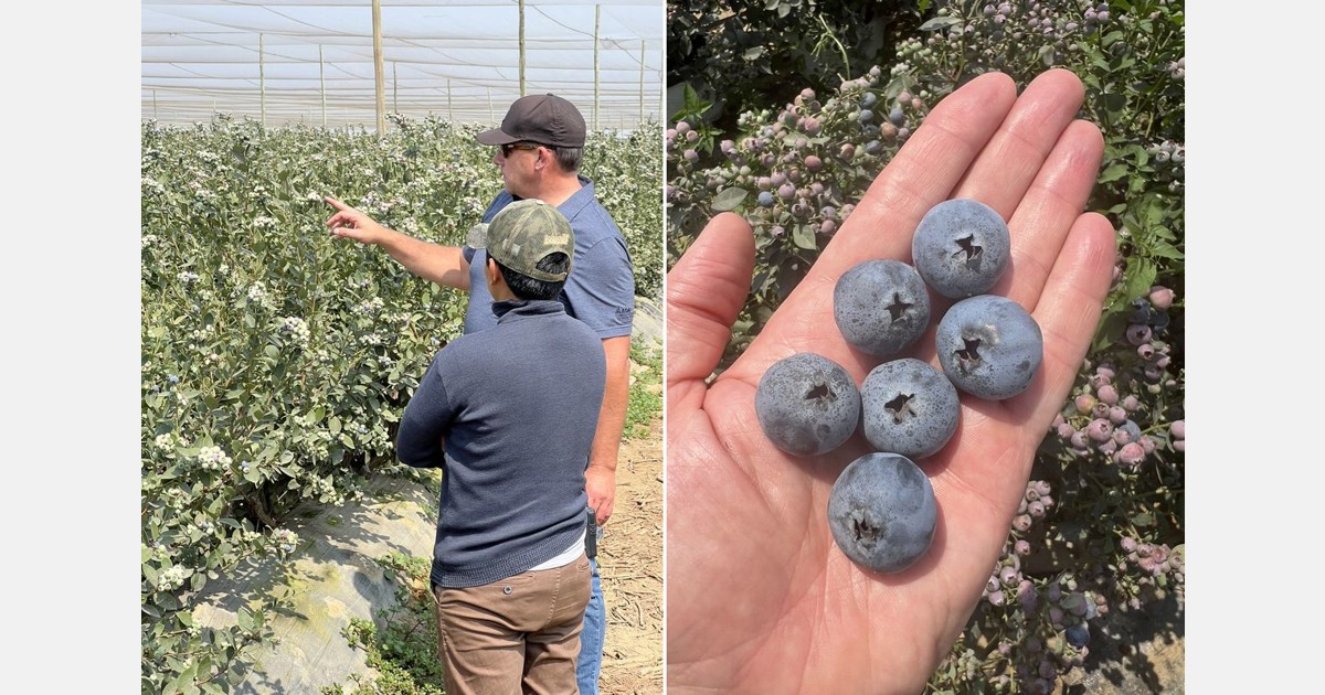 Ample availability of Peruvian blueberries expected leading up to ...