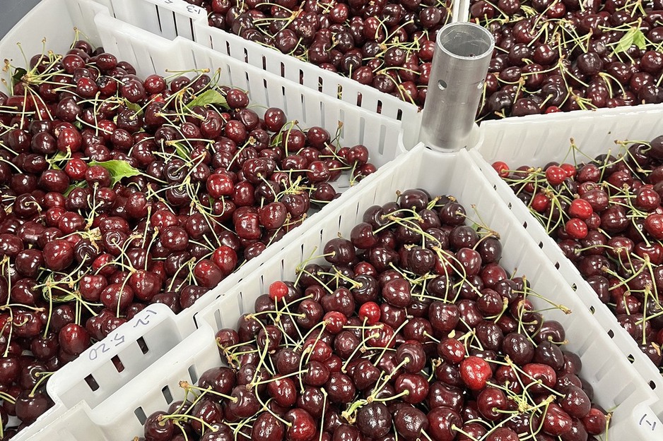 Successfully extending the shelf-life of cherries after six years of trials