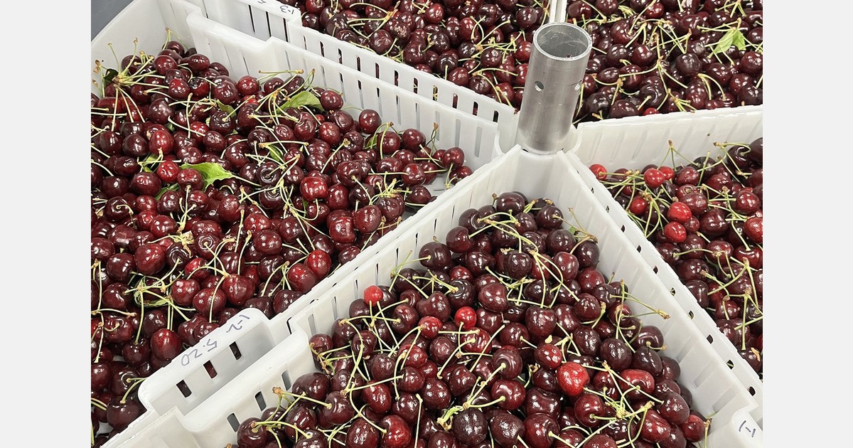 Successfully extending the shelf-life of cherries after six years of trials