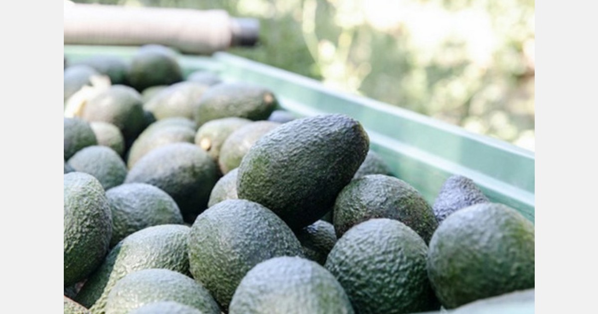 Greater supply of avocados from Mexico expected this fall