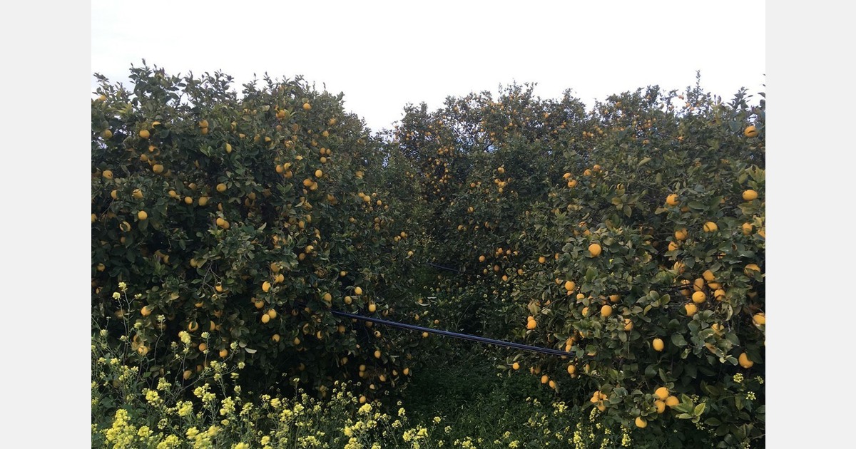 Greek lemons intact after wildfires but in need of water