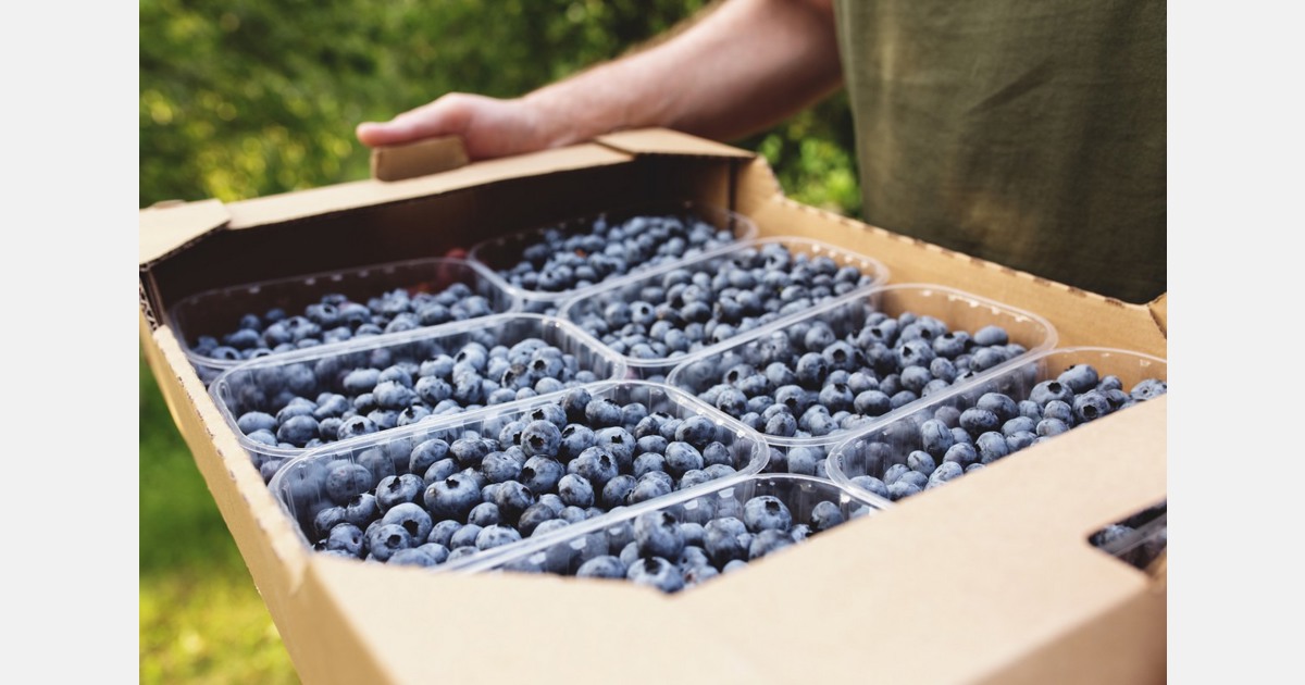 How much money do you lose due to overweight in blueberry packing?