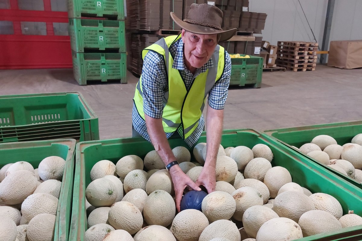 Research project underway to improve the quality of Australian melons
