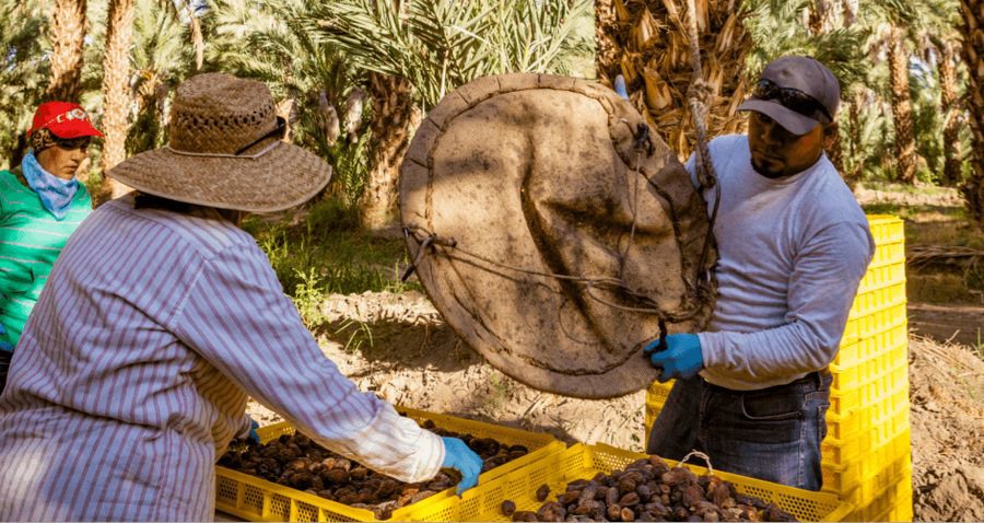 North America’s largest date grower and processor debuts and is ...