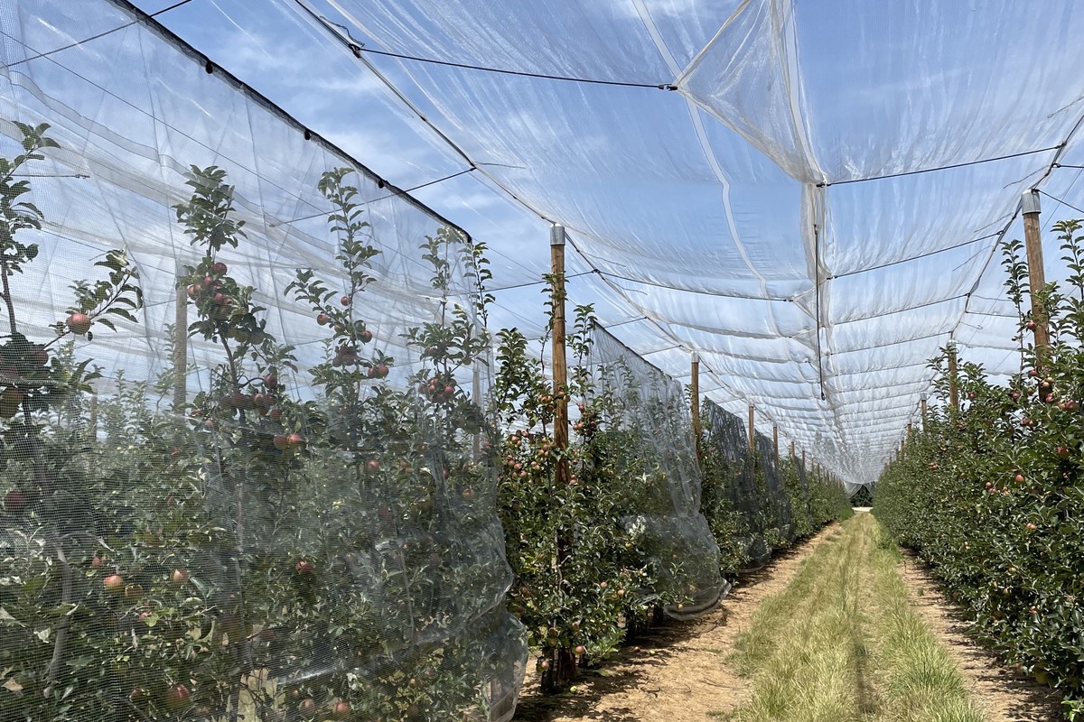 Soluna apple season progresses in Asia and the Middle East