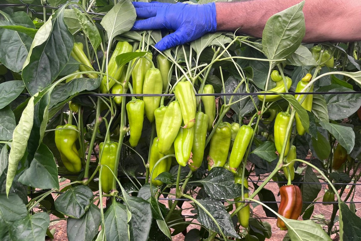 “Demand for new varieties of seedless peppers and specialty tomatoes ...