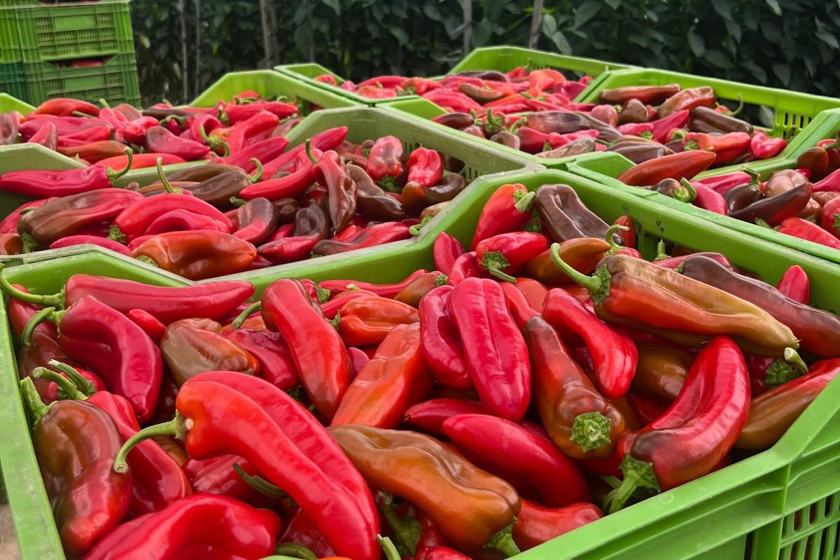 “Demand for new varieties of seedless peppers and specialty tomatoes ...