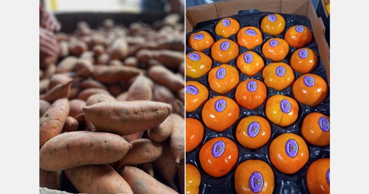 Fuyu persimmons nicely complement North Carolina sweet potatoes during ...