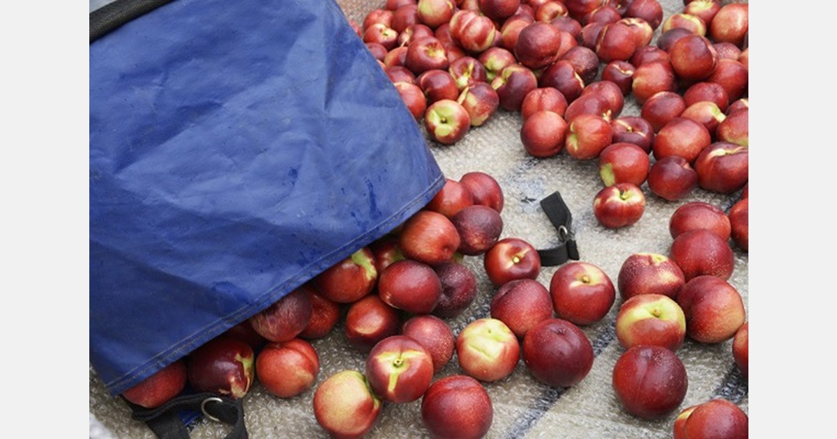 Slow start to ultra-early Cape peaches and nectarines
