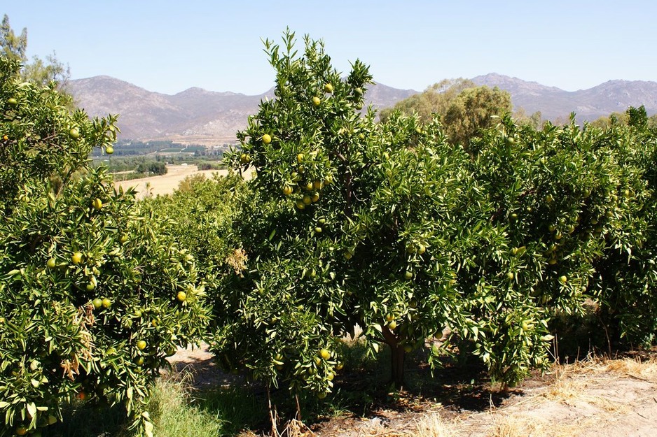 No new citrus greening disease in South Africa