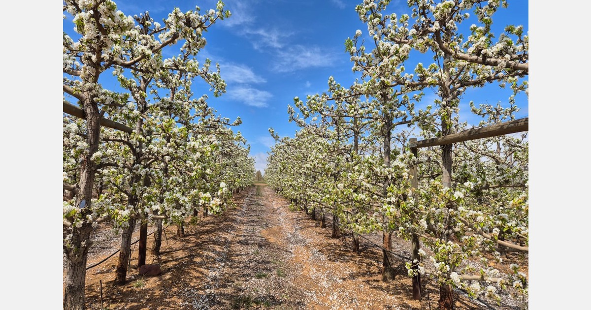 Topfruit mostly unaffected by recent Cape cold