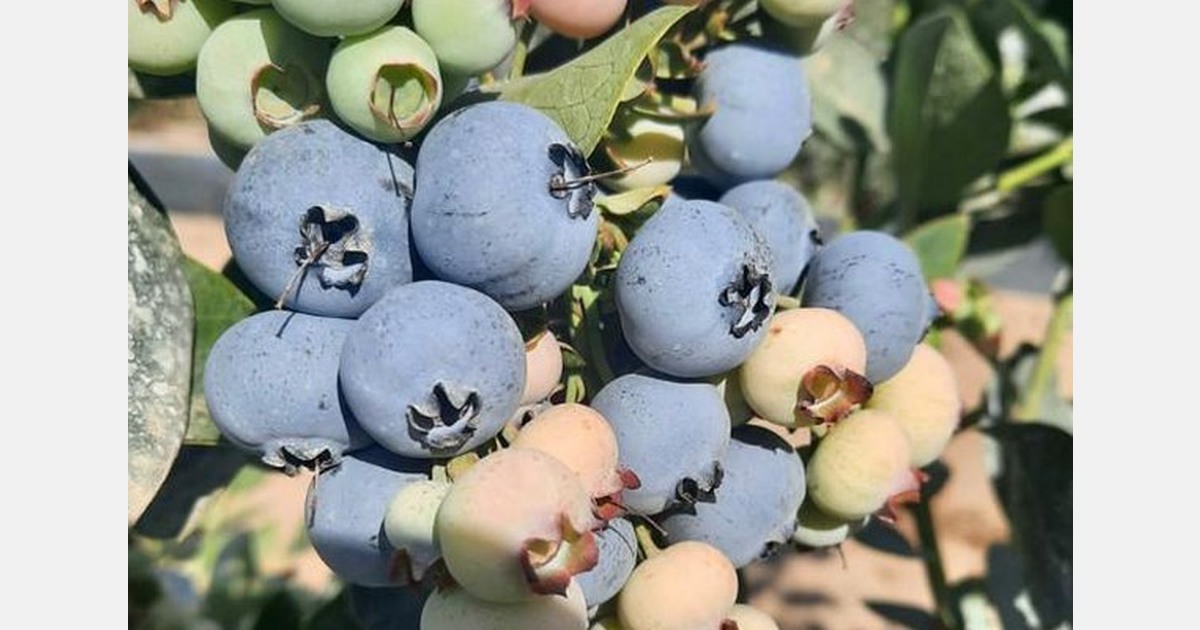Peruvian blueberry season off to positive start