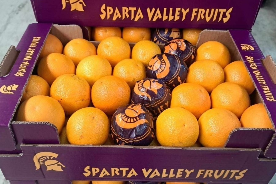 There are only 20,000 tons of Greek Valencia oranges left for exports