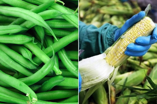 Hurricanes Helene and Milton affect southeast green bean production